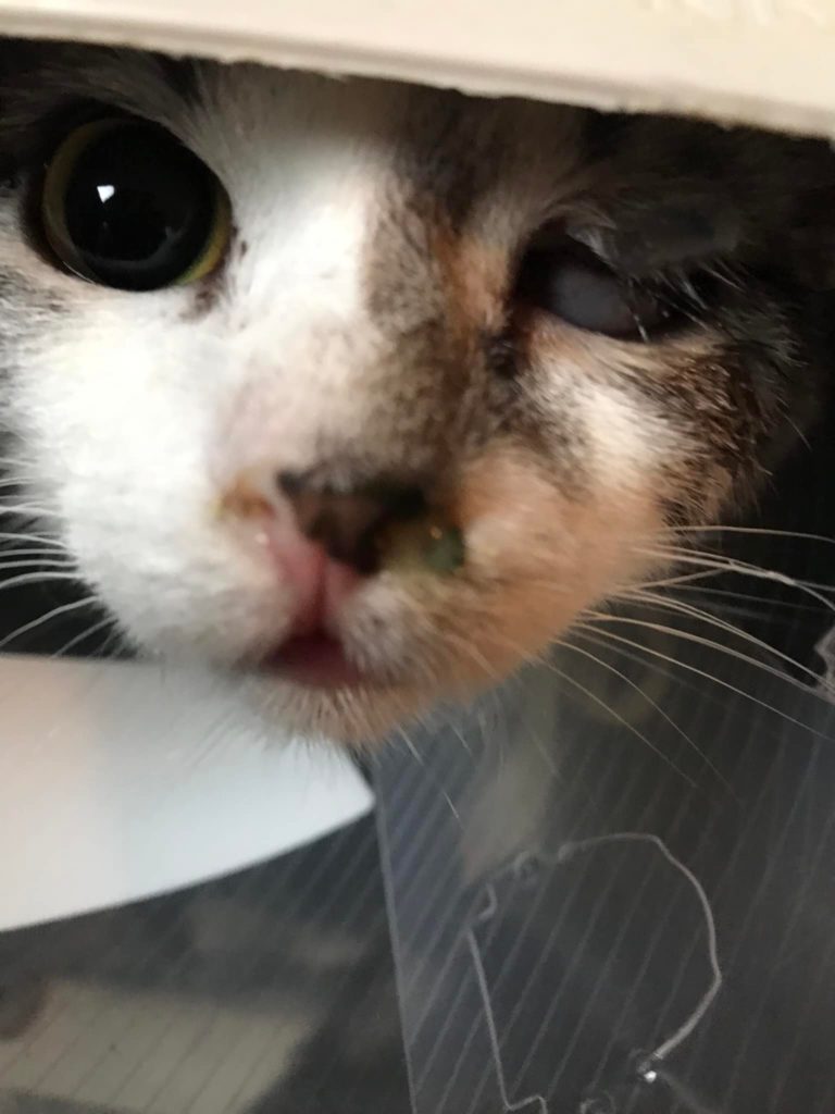 Aktuelles – Muffin and Friends e.V.