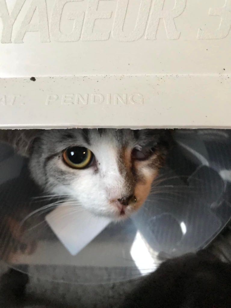 Aktuelles – Muffin and Friends e.V.