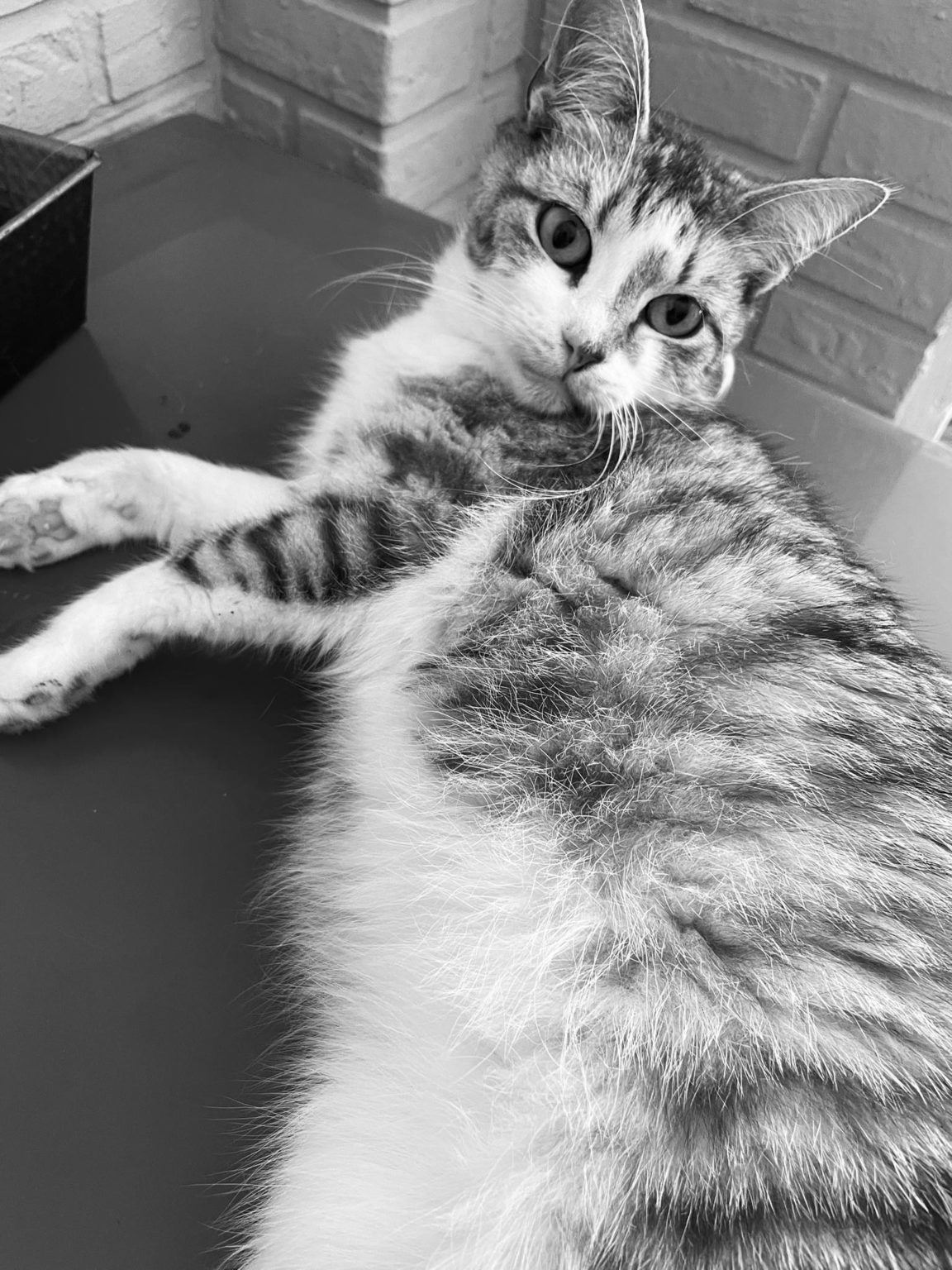 RIP wunderschöne Fleur – Muffin and Friends e.V.